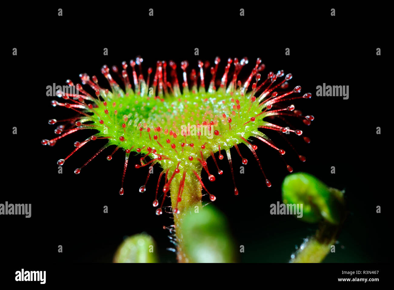 Roundleaf sundew (Drosera rotundifolia Stock Photo - Alamy