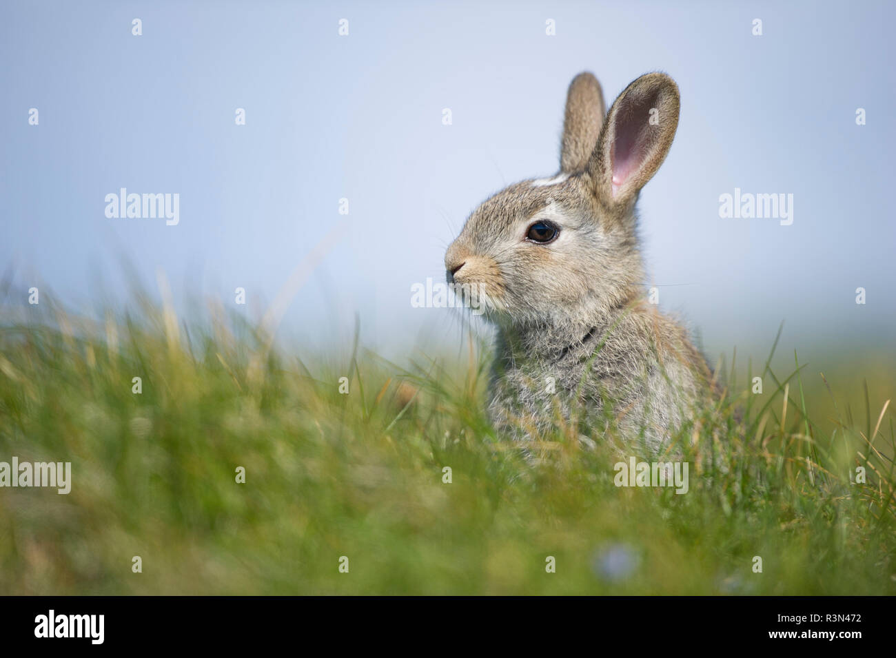 European rabbit (Oryctolagus cuniculus) sitting on grass, Shetland ...
