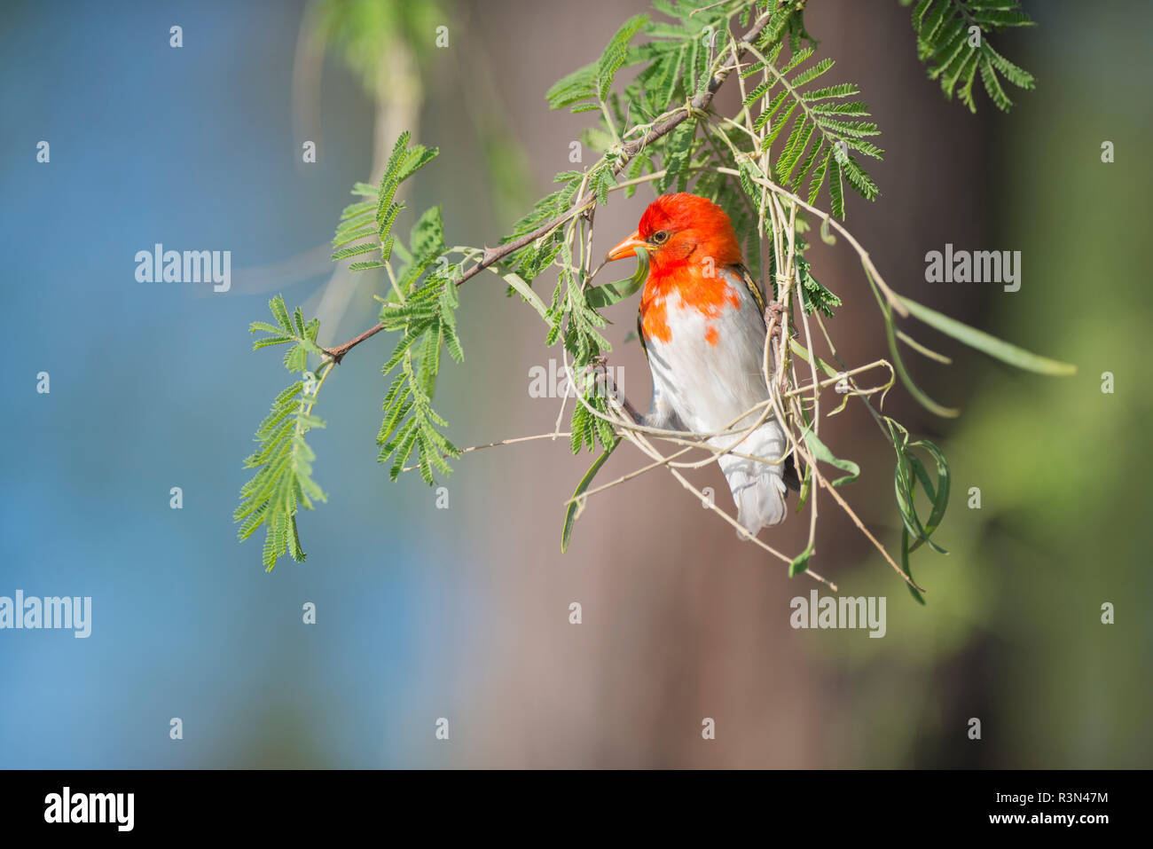 Red-headed weaver (Anaplectes rubriceps) weaving his nest on a branch ...