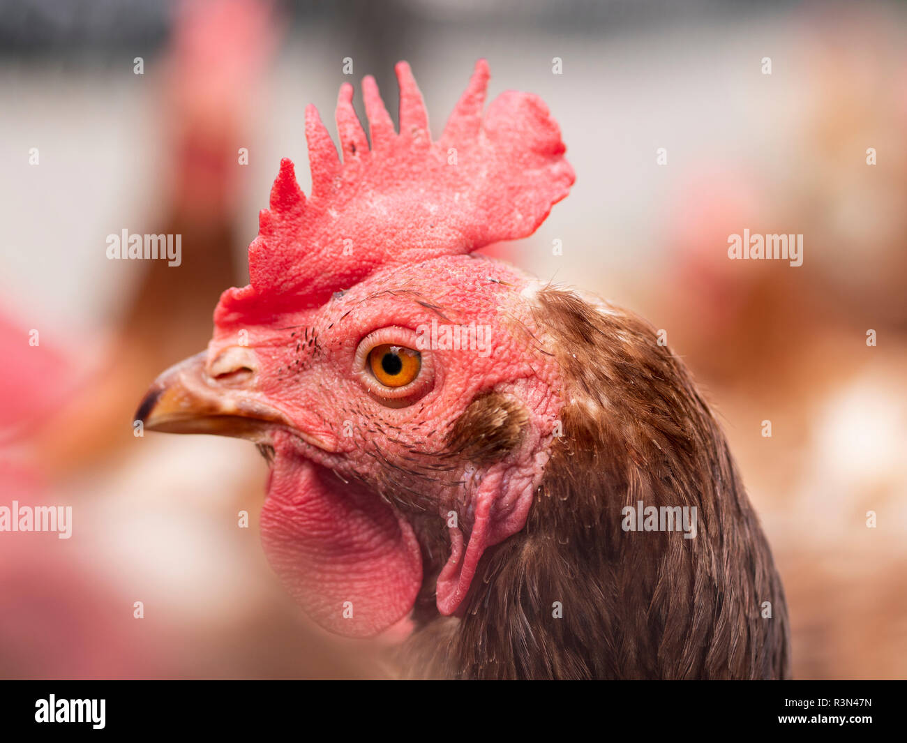 Rooster face closeup farm hi-res stock photography and images - Alamy