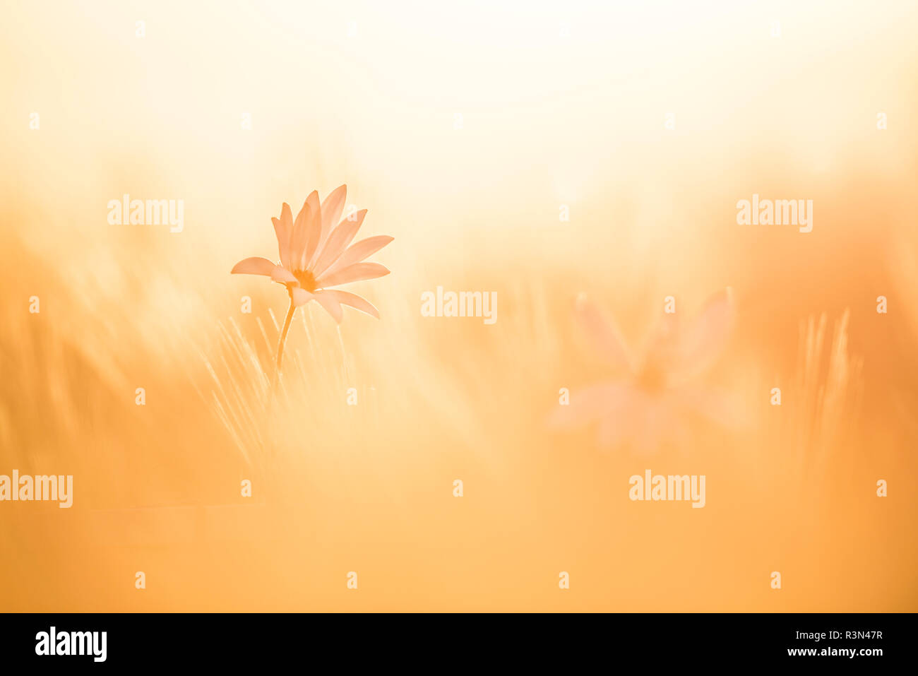 Italian aster (Felicia amelloides) at sunset, Ile d'Oleron, France ...