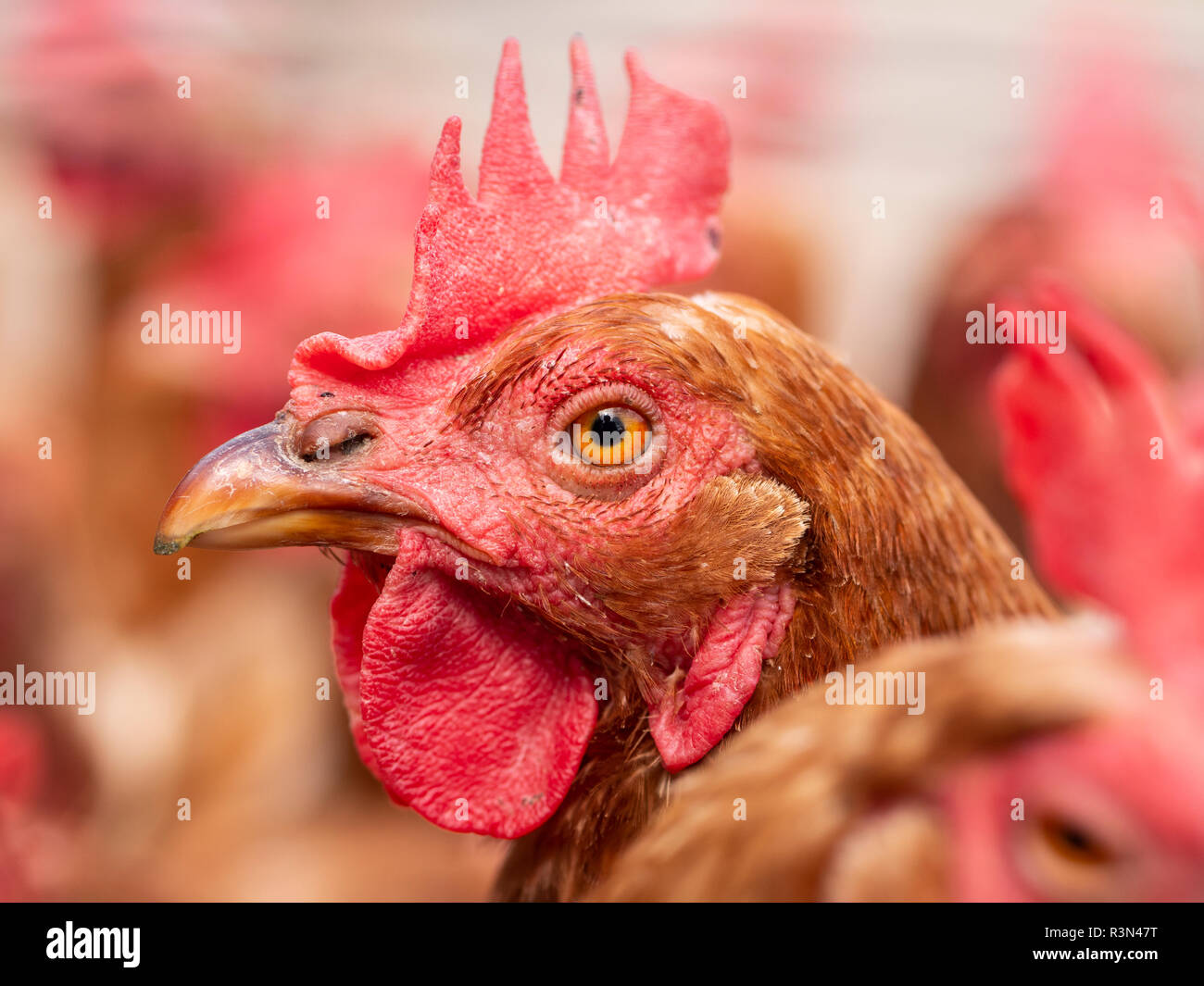 Chickens head close up hi-res stock photography and images - Alamy