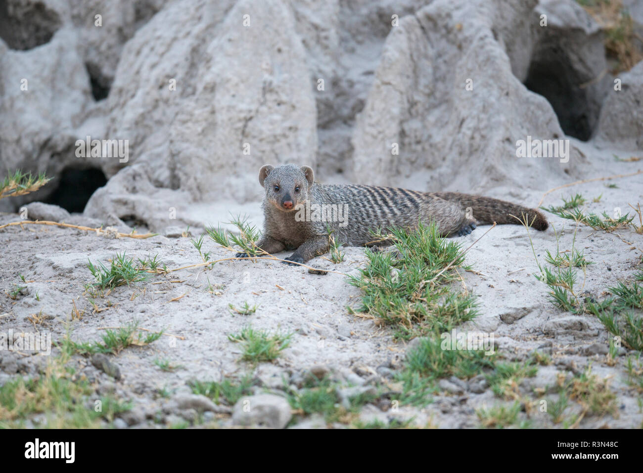 Banded Mongoose (Mungos mungo) lying at the foot of a termite mound ...