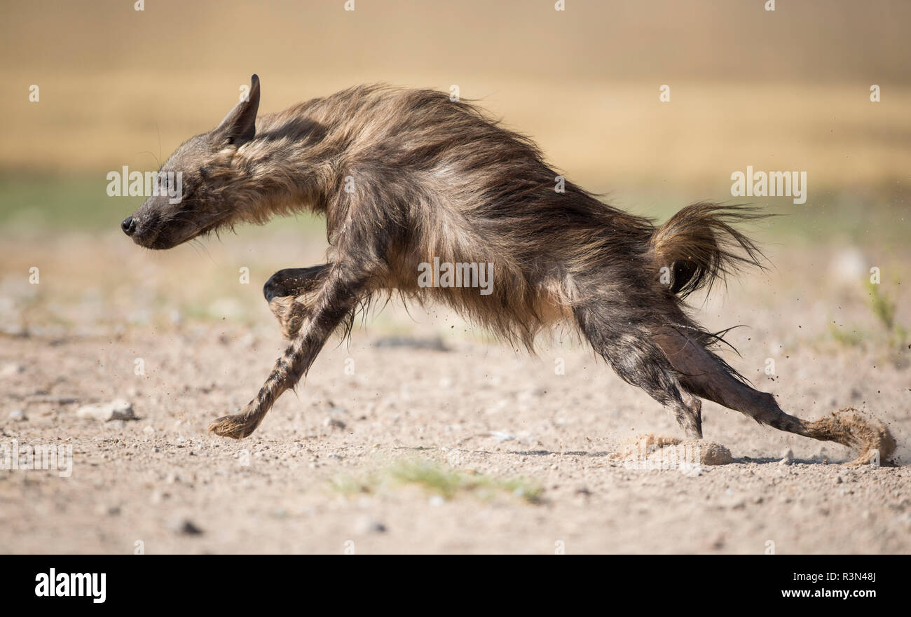 Brown hyena parahyaena brunnea hi-res stock photography and images - Alamy