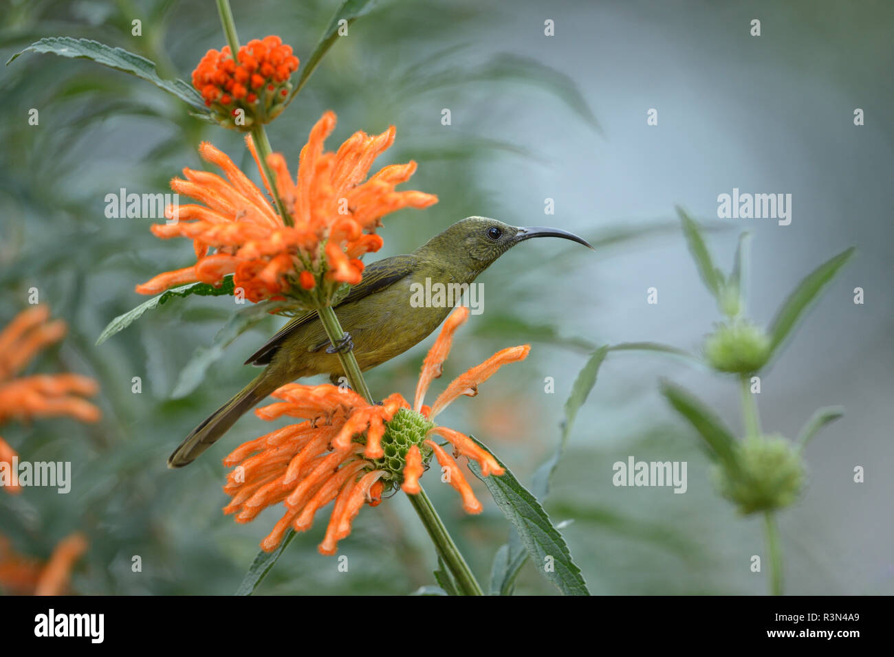 Olive sunbird (Cyanomitra olivacea) near flowers, Hluhluwe-Umfolozi ...