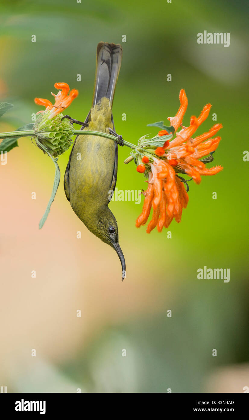 Olive sunbird (Cyanomitra olivacea) near flowers, Hluhluwe-Umfolozi ...