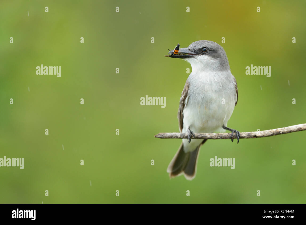 Gray Kingbird (Tyrannus dominicensis) on a branch in rain with insect ...