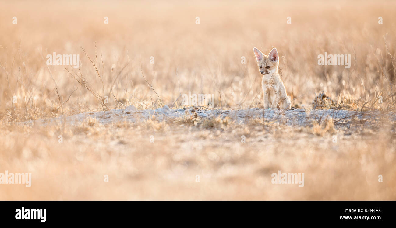 Cape Fox (Vulpes chama) young against the light in the first light of ...