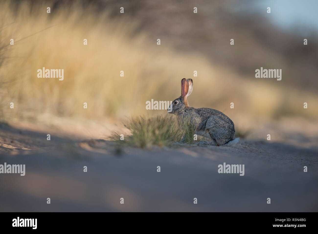Cape hare (Lepus capensis) on a track, Kalahari, Kgalagadi, Botswana ...