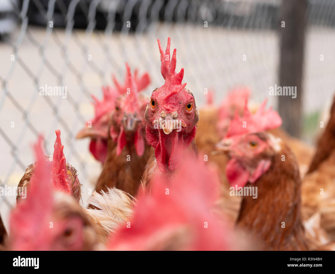 Rooster face closeup farm hi-res stock photography and images - Alamy