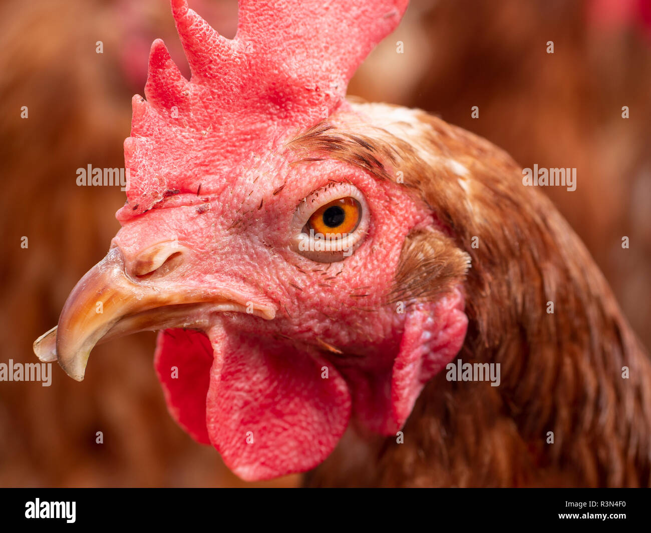 Chicken closeup bird hi-res stock photography and images - Alamy