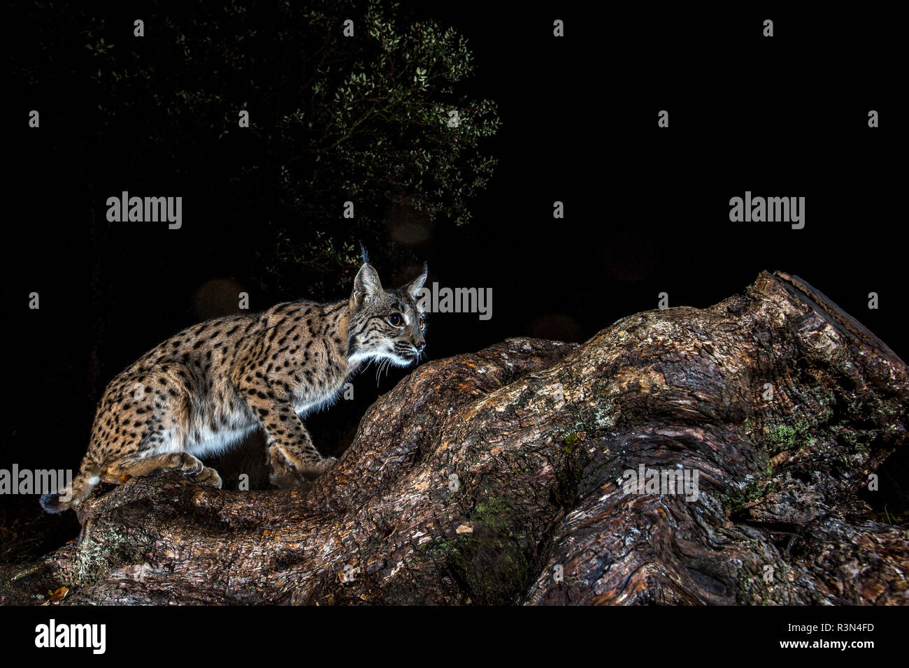 Spanish lynx (Lynx pardinus) at night, Cordoba, Spain Stock Photo - Alamy