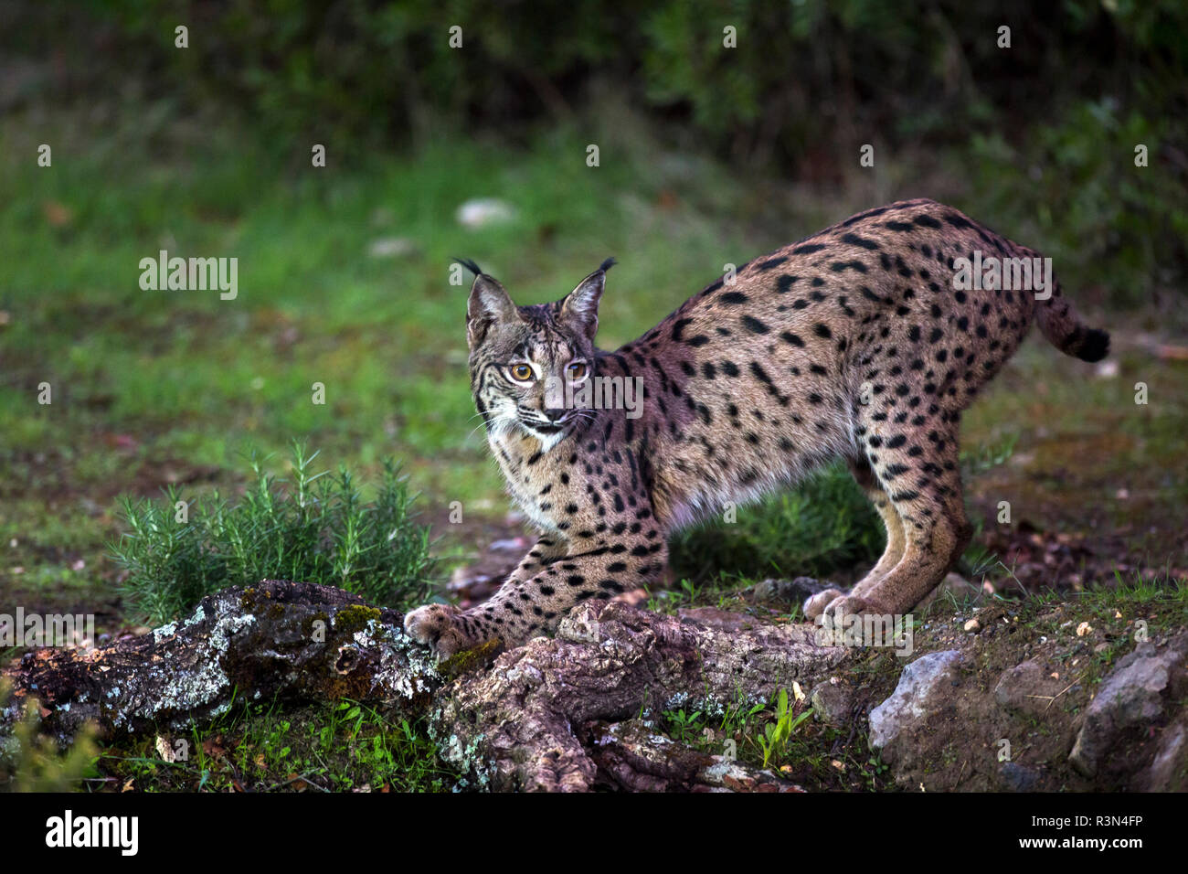Female lynx profile hi-res stock photography and images - Alamy