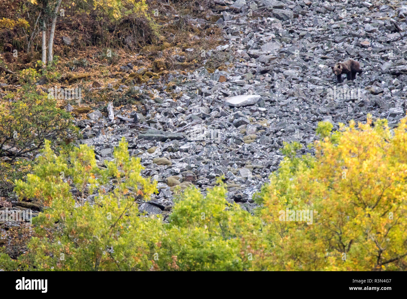 Full profile of a brown bear hi-res stock photography and images - Alamy