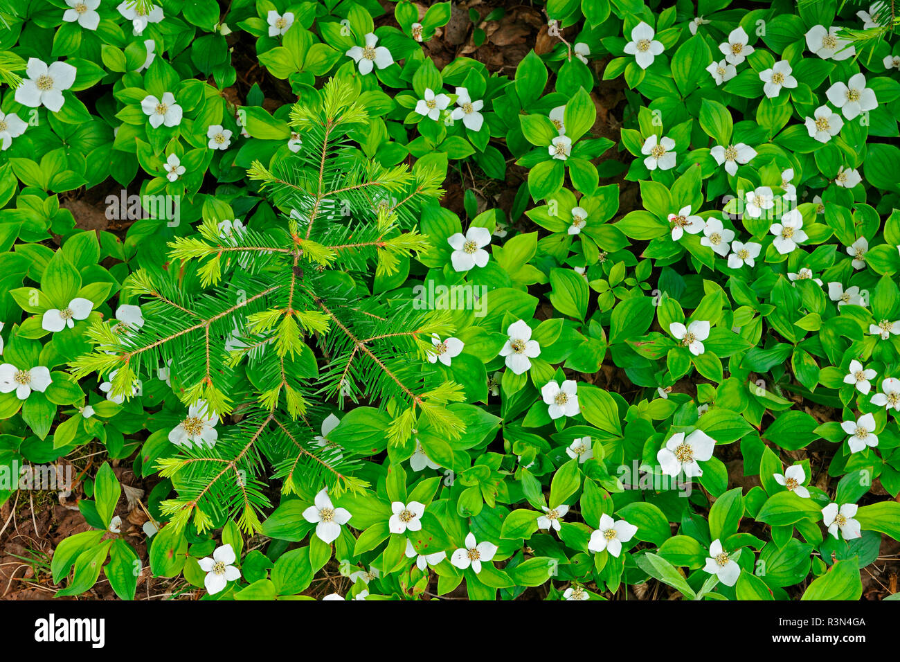 Bunchberries hi-res stock photography and images - Alamy