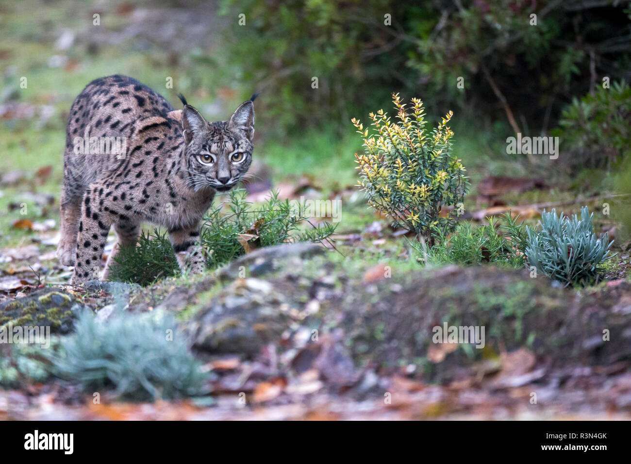 Spanish lynx (Lynx pardinus), Cordoba, Spain Stock Photo - Alamy