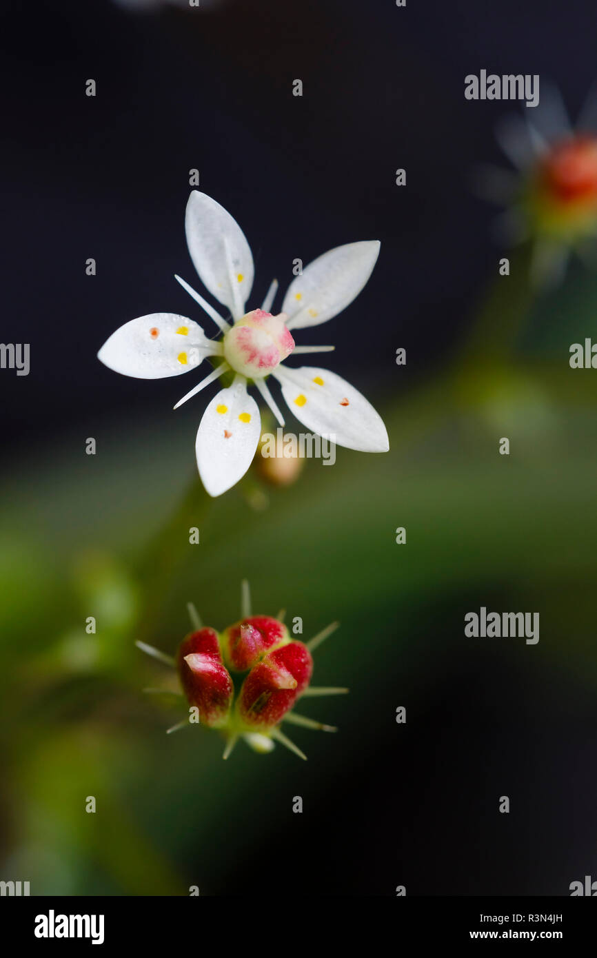 Starry saxifrage (Micranthes stellaris), Forlet peatland, Alsace ...