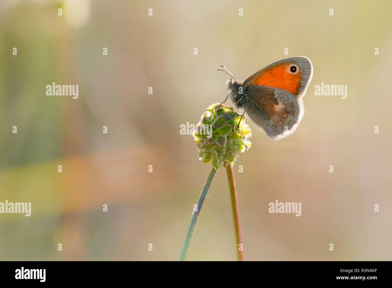 Small heath (Coenonympha pamphilus), Bollenberg, Alsace, France Stock ...