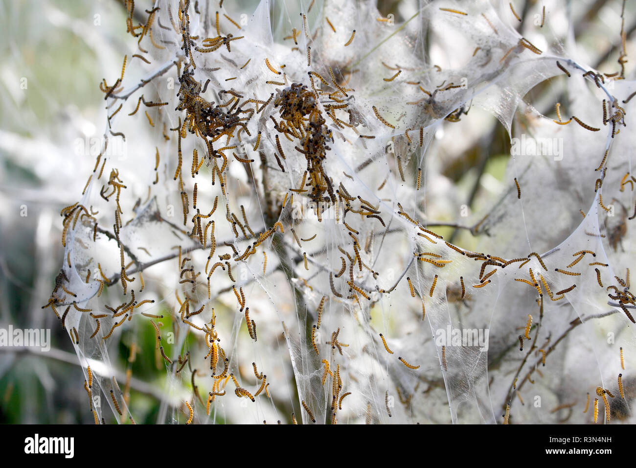 Ermine moth caterpillars shrub hi-res stock photography and images - Alamy