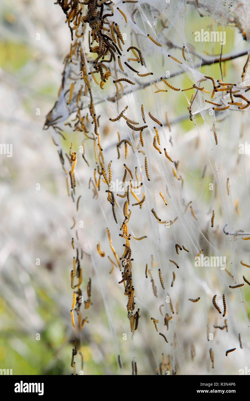 Caterpillars of Willow Ermine (Yponomeuta irrorella) totally devouring ...
