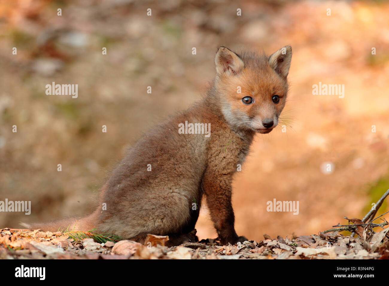 Red fox (Vulpes vulpes), Young, Ardennes, Belgium Stock Photo - Alamy