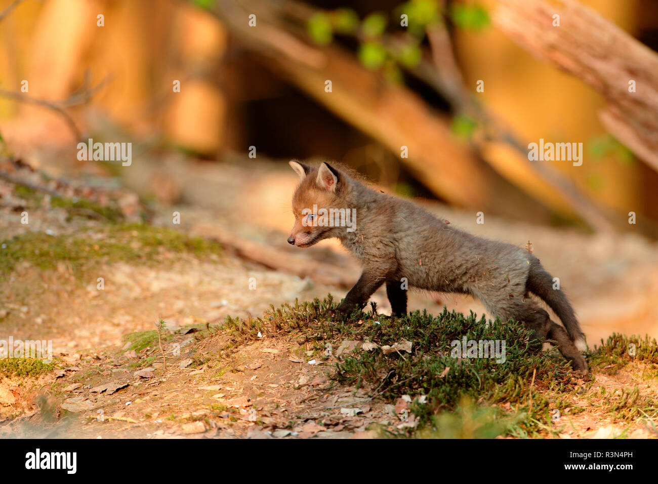 Red fox (Vulpes vulpes), Young, Ardennes, Belgium Stock Photo - Alamy