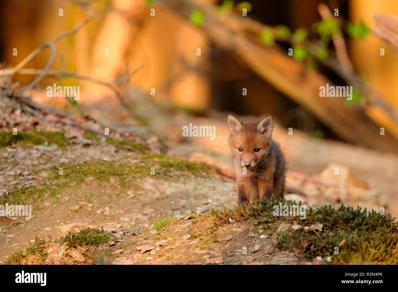 Red fox (Vulpes vulpes), Young, Ardennes, Belgium Stock Photo - Alamy