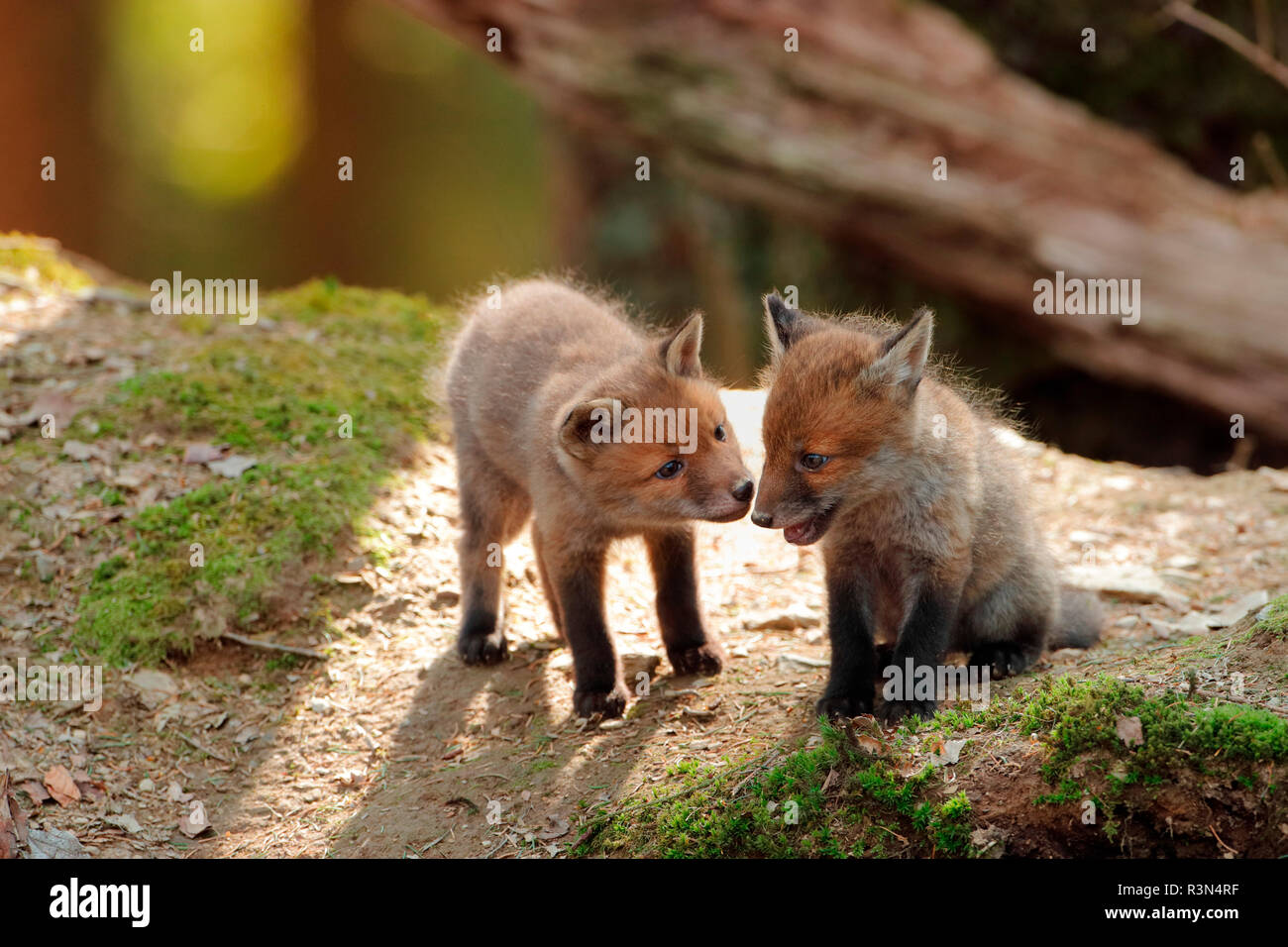 Red fox (Vulpes vulpes), Young, Ardennes, Belgium Stock Photo - Alamy