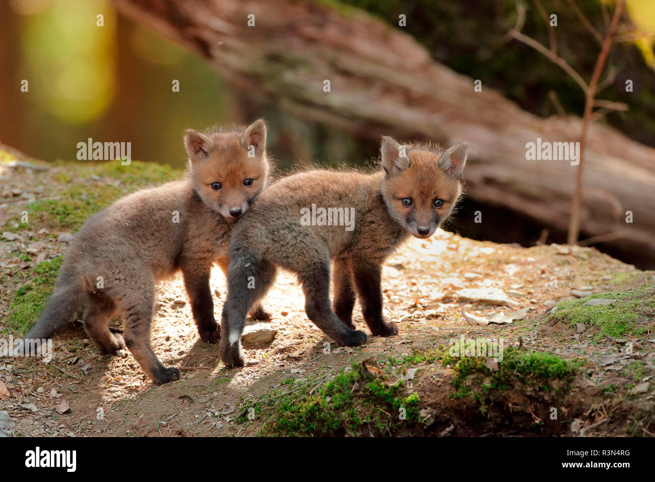 Red fox (Vulpes vulpes), Young, Ardennes, Belgium Stock Photo - Alamy