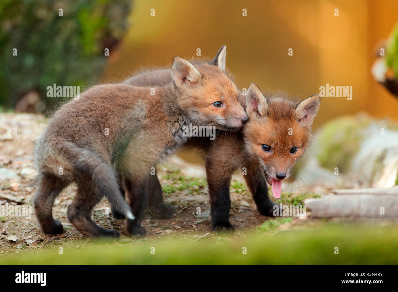 Red fox (Vulpes vulpes), Young, Ardennes, Belgium Stock Photo - Alamy