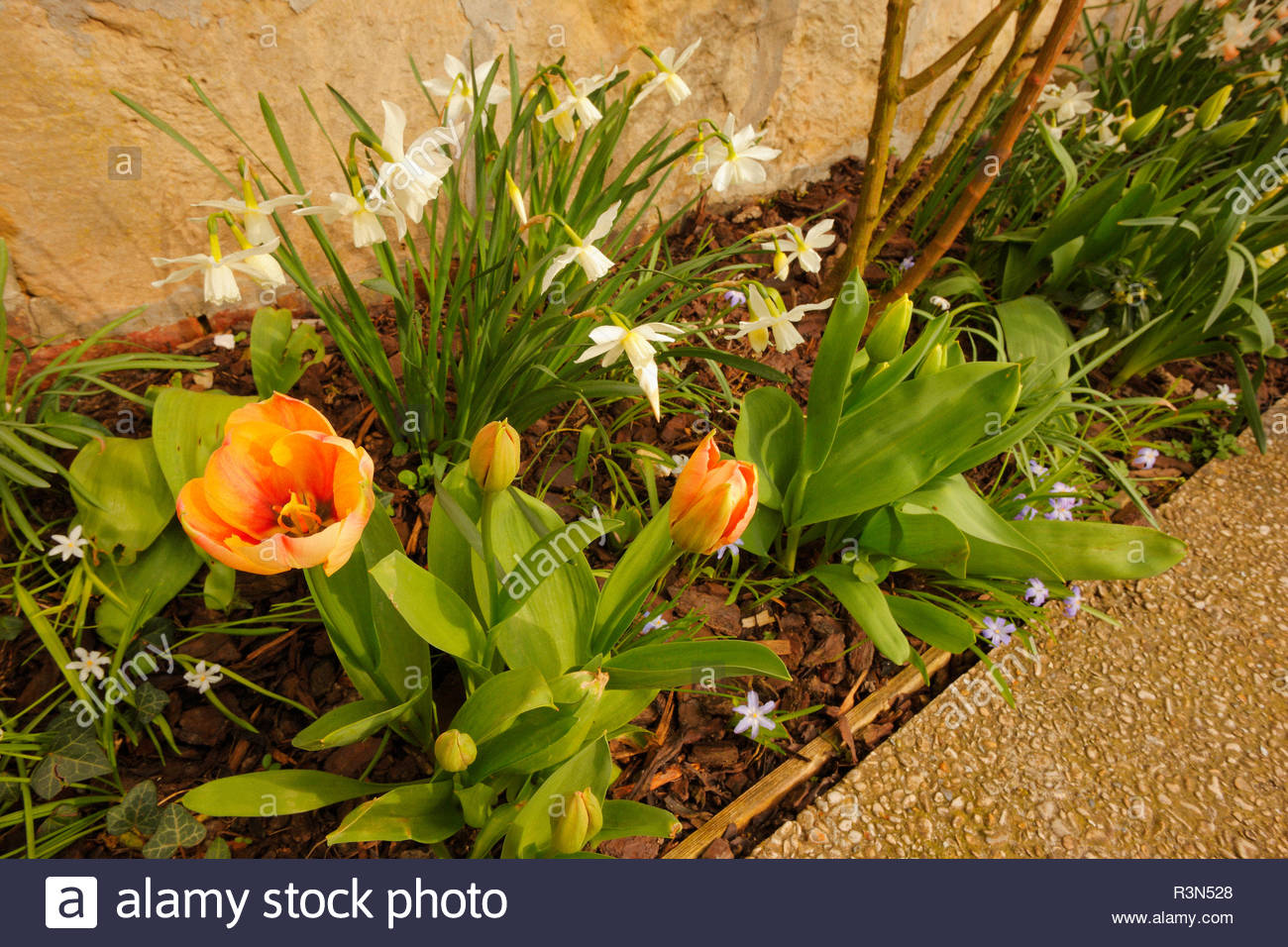 Narcissus Triandrus High Resolution Stock Photography and Images - Alamy