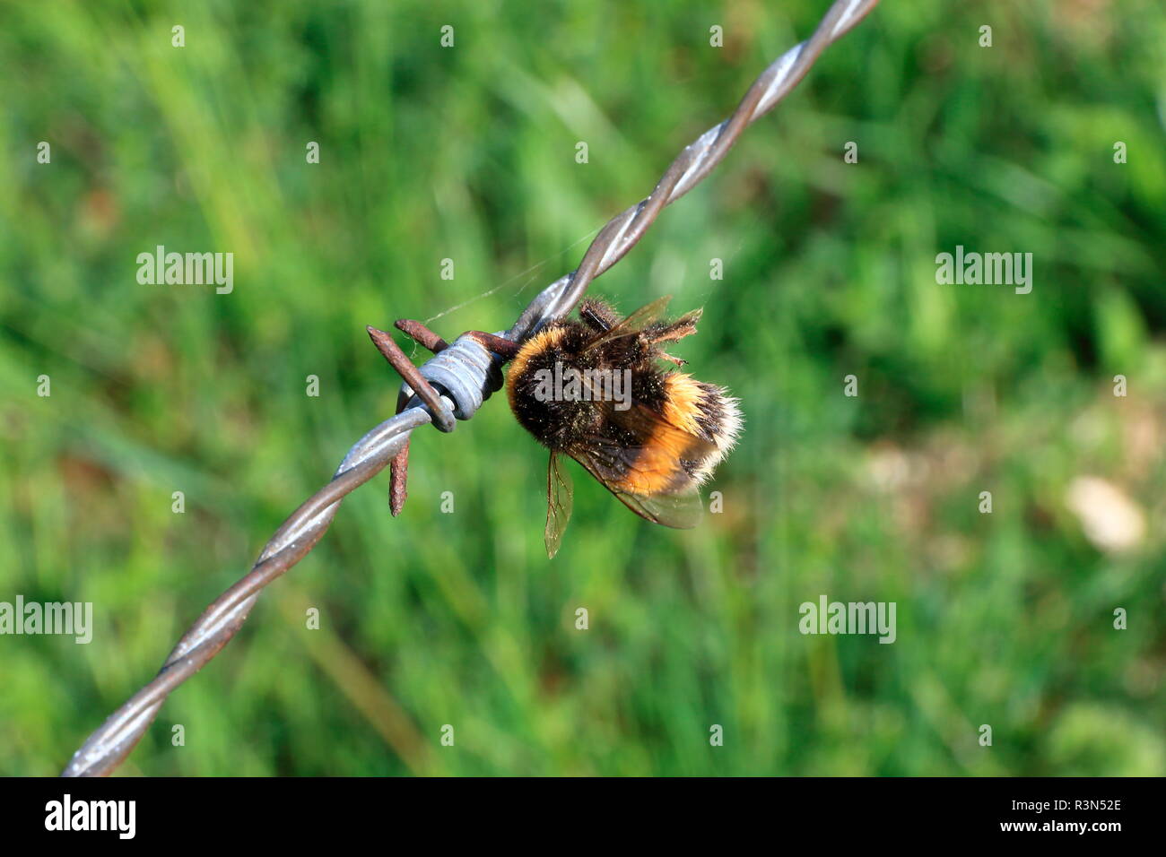 Stung by insect hi-res stock photography and images - Alamy