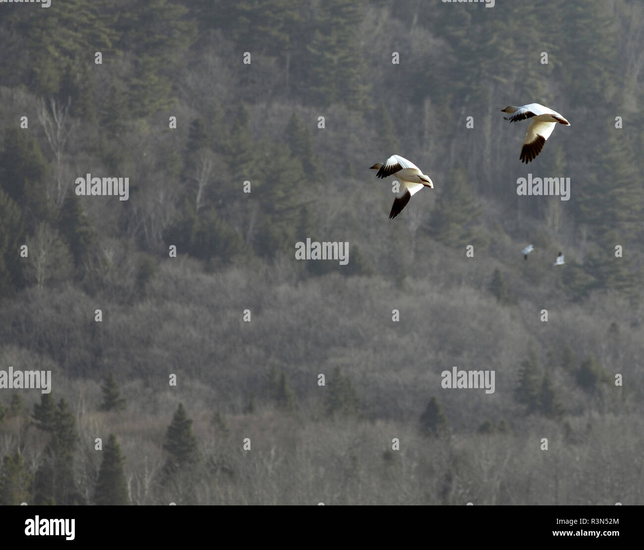 Cap tourmente hi-res stock photography and images - Alamy