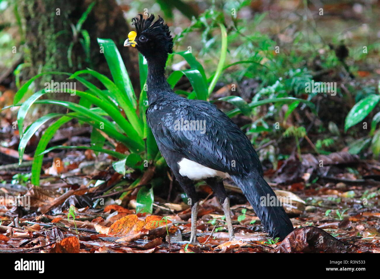Great Curassow (Crax rubra) undergrowth, Costa Rica Stock Photo - Alamy