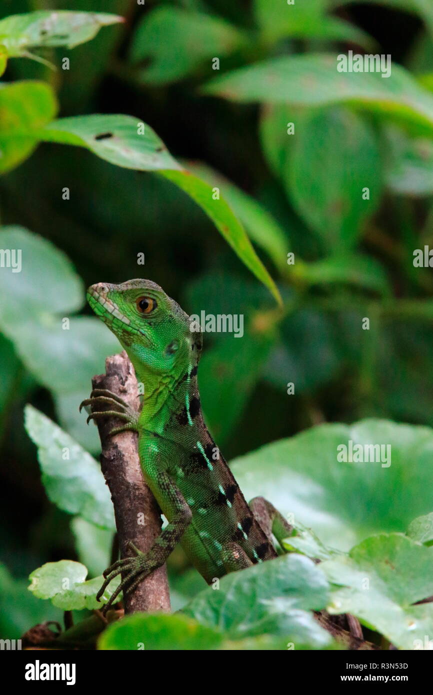 Green Basilisk (Basiliscus plumifrons), Costa Rica Stock Photo - Alamy