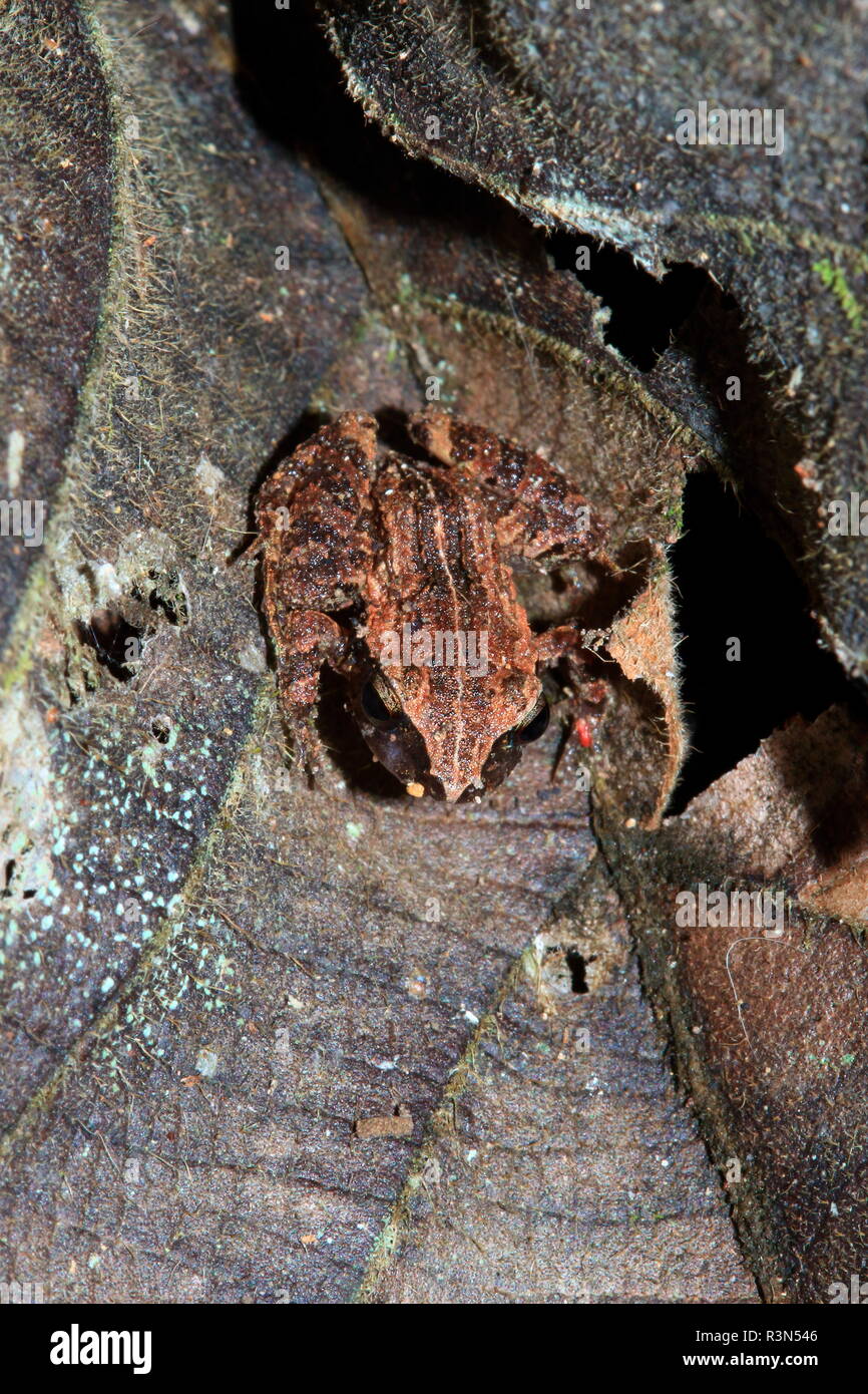 Stejnegers robber frog craugastor stejnegerianus hi-res stock ...