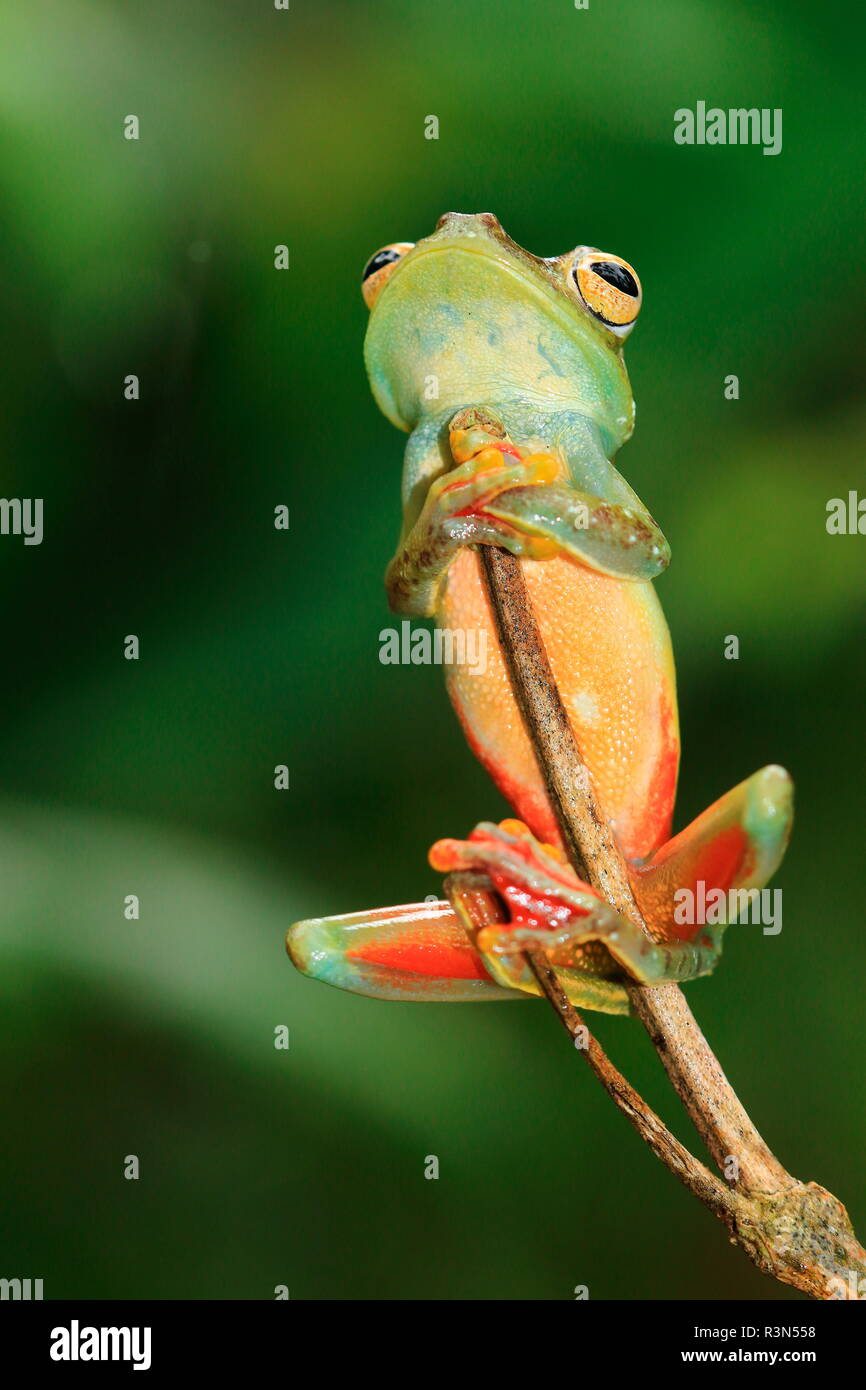Red-webbed Tree Frog (Hypsiboas rufitelus), Costa Rica Stock Photo - Alamy