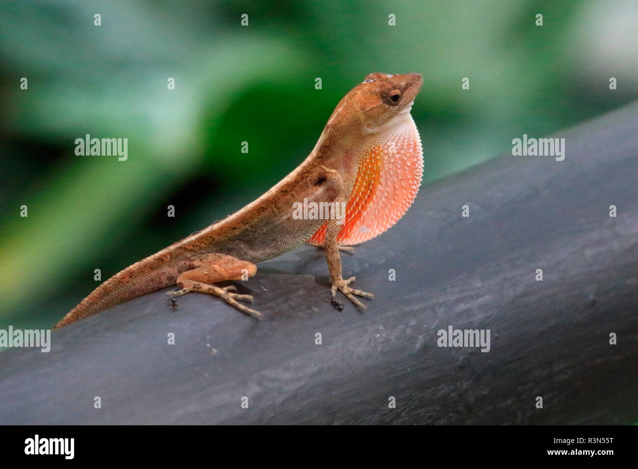 Slender Anole (Anolis limifrons) male, Costa Rica Stock Photo - Alamy