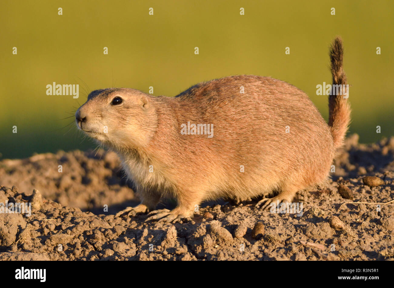 Wildlife of saskatchewan hi-res stock photography and images - Alamy
