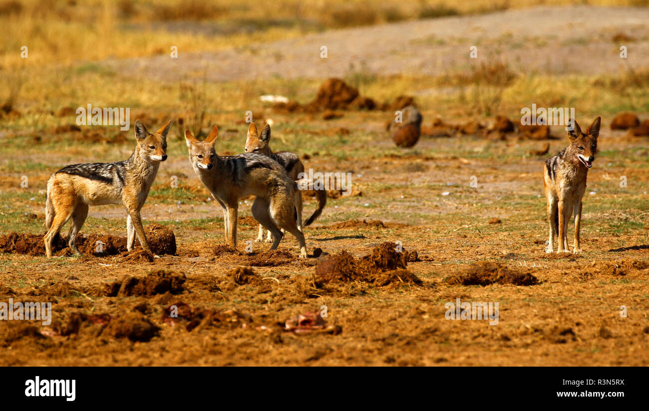 Black-backed jackal having a poo Stock Photo - Alamy