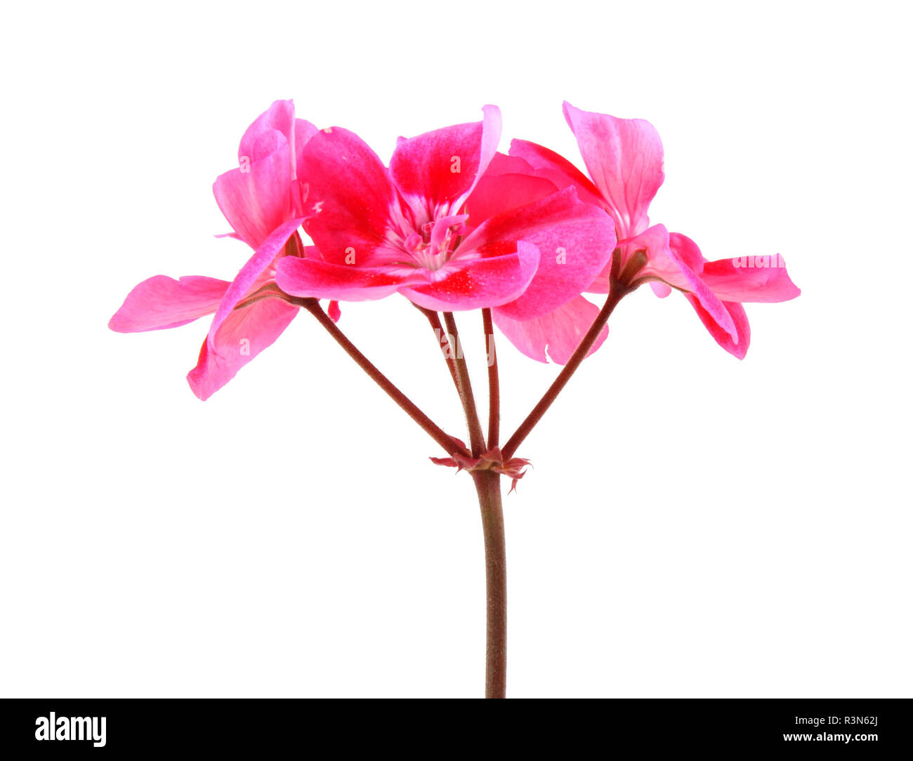 Geranium Pelargonium Flowers Isolated On White Background Stock Photo ...