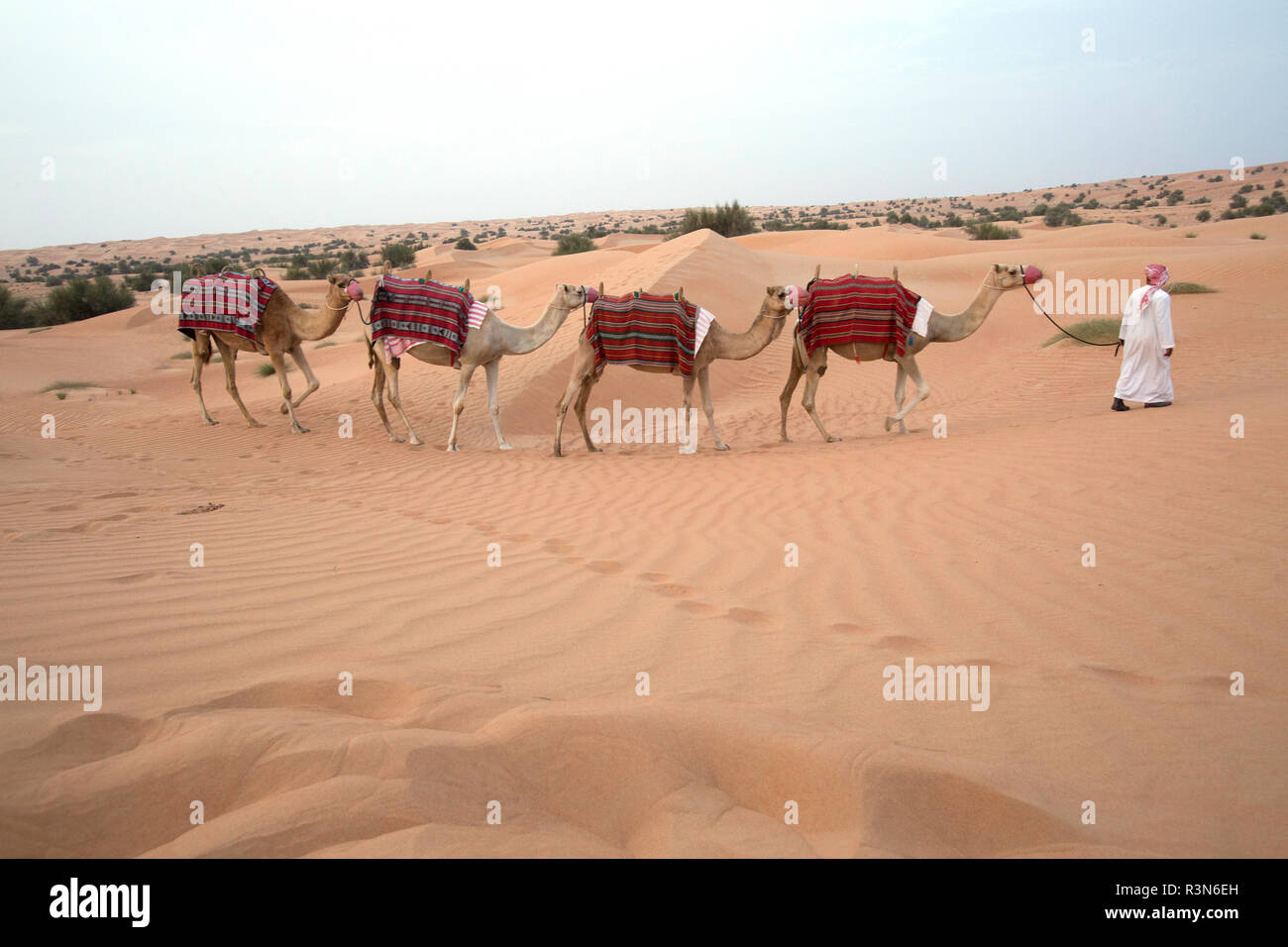 Camel train arab hi-res stock photography and images - Alamy
