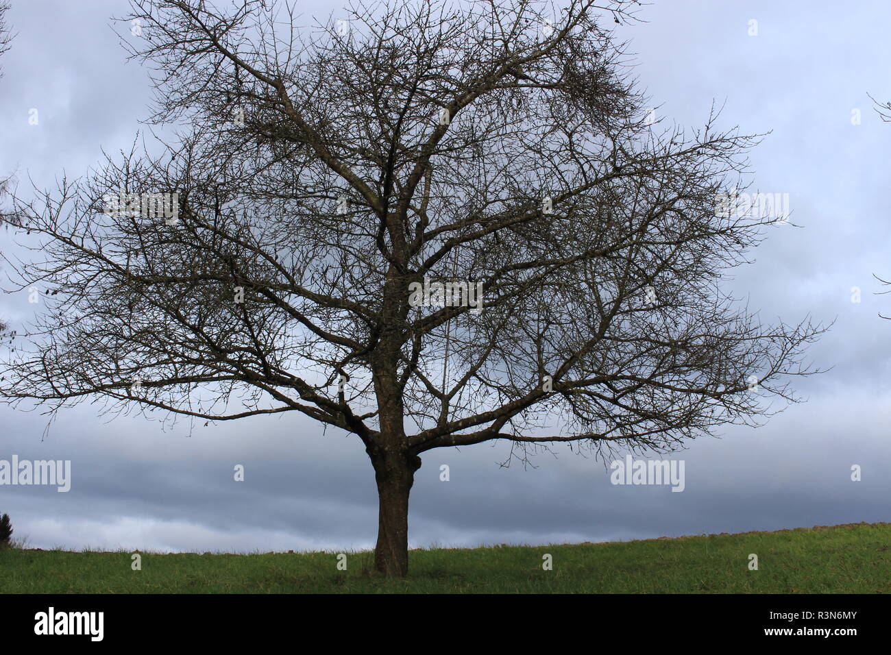 one of many Stock Photo - Alamy