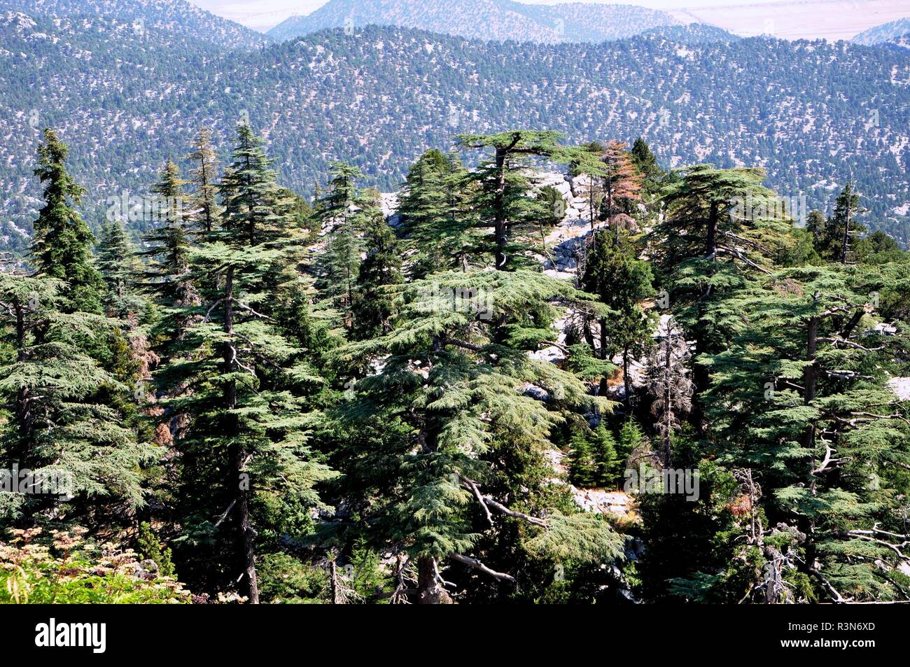 Deckenschuppen hi-res stock photography and images - Alamy