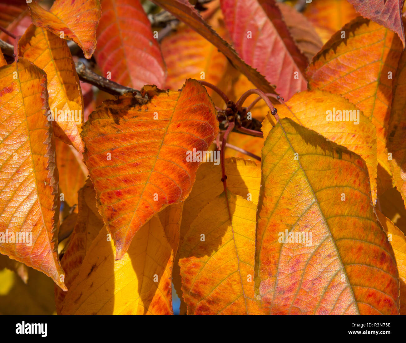 Single leaf with red autumn colouring hi-res stock photography and ...