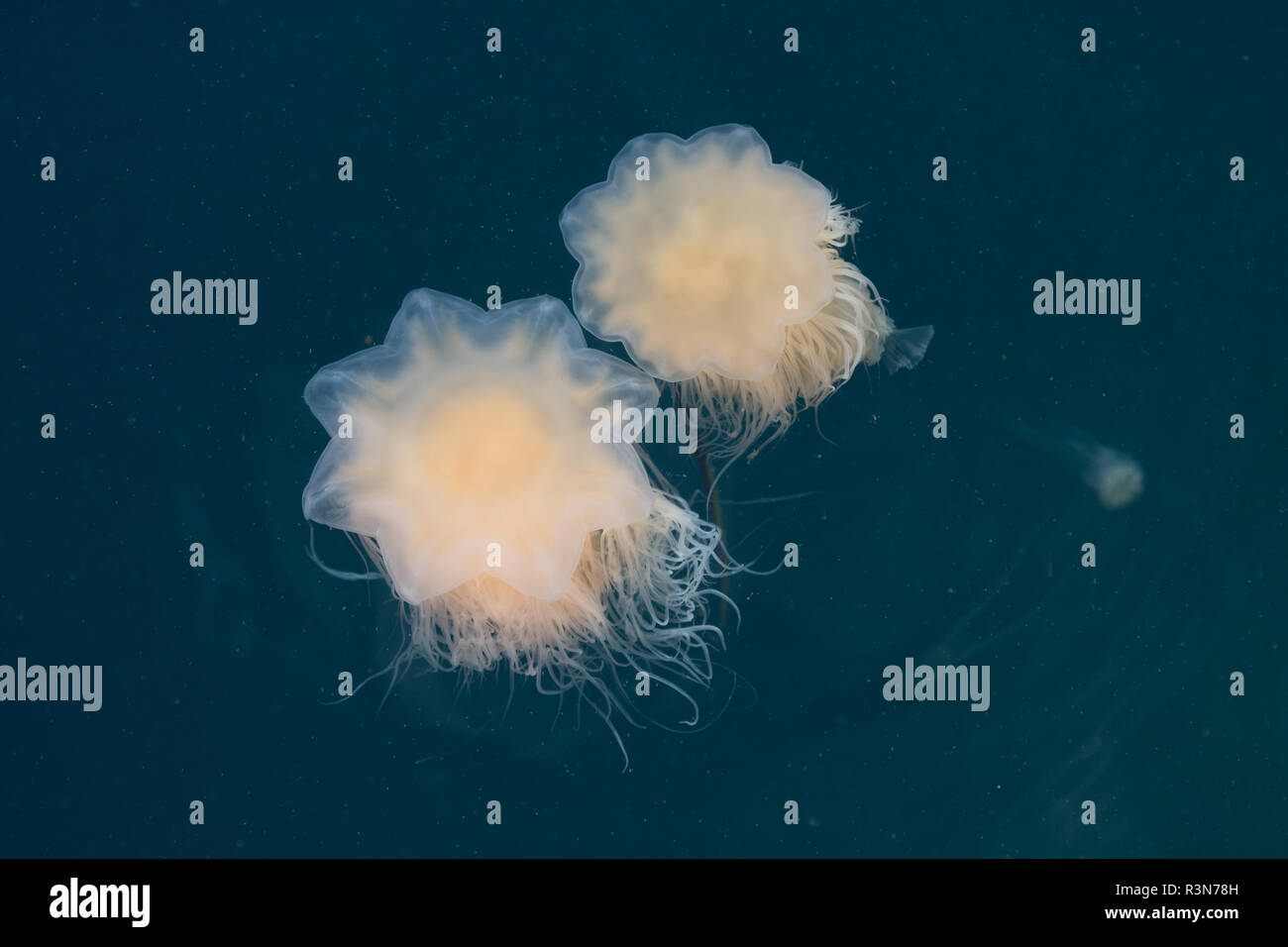 Two jellyfish hi-res stock photography and images - Alamy