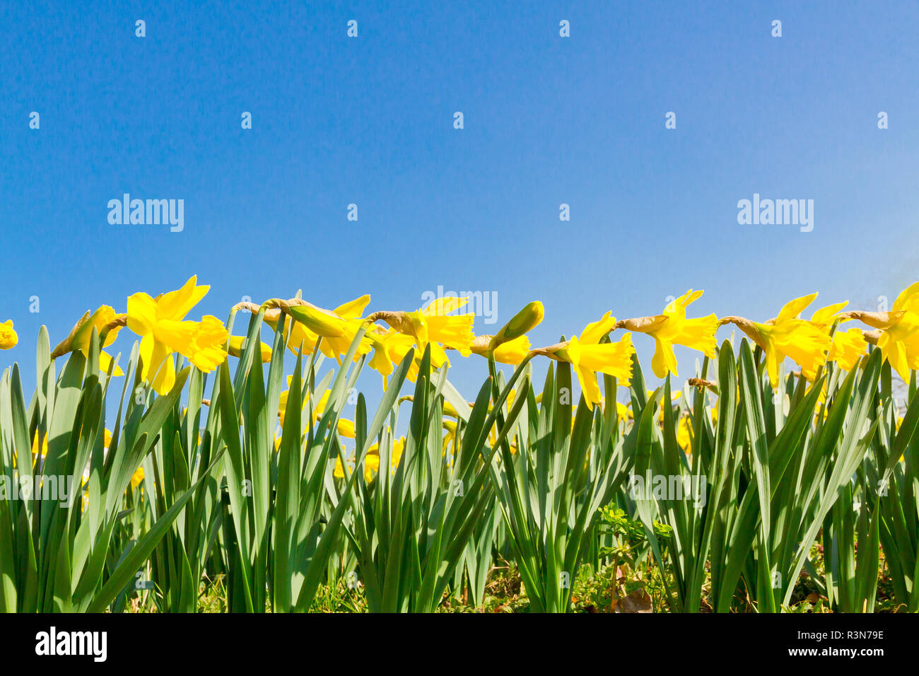yellow daffodils in spring Stock Photo - Alamy