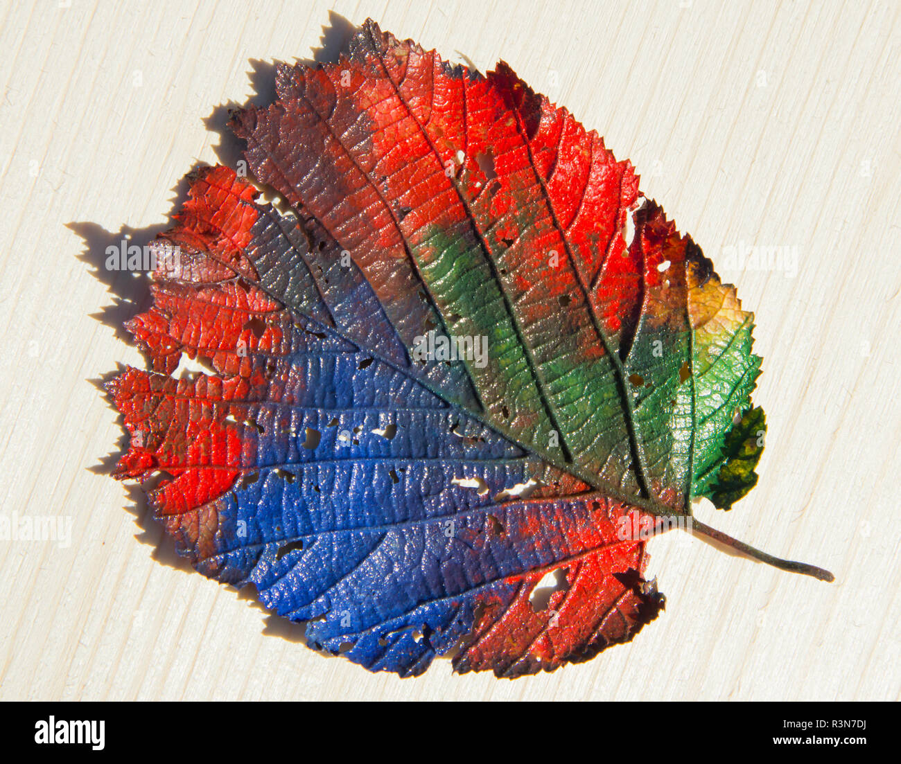 Many coloured leaf hi-res stock photography and images - Alamy