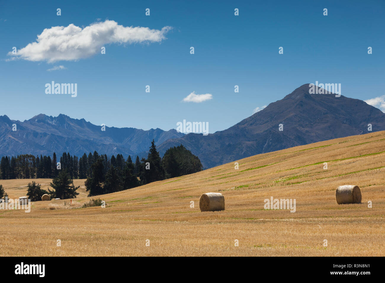 New Zealand, South Island, Otago, Wanaka, hay bales and field Stock ...