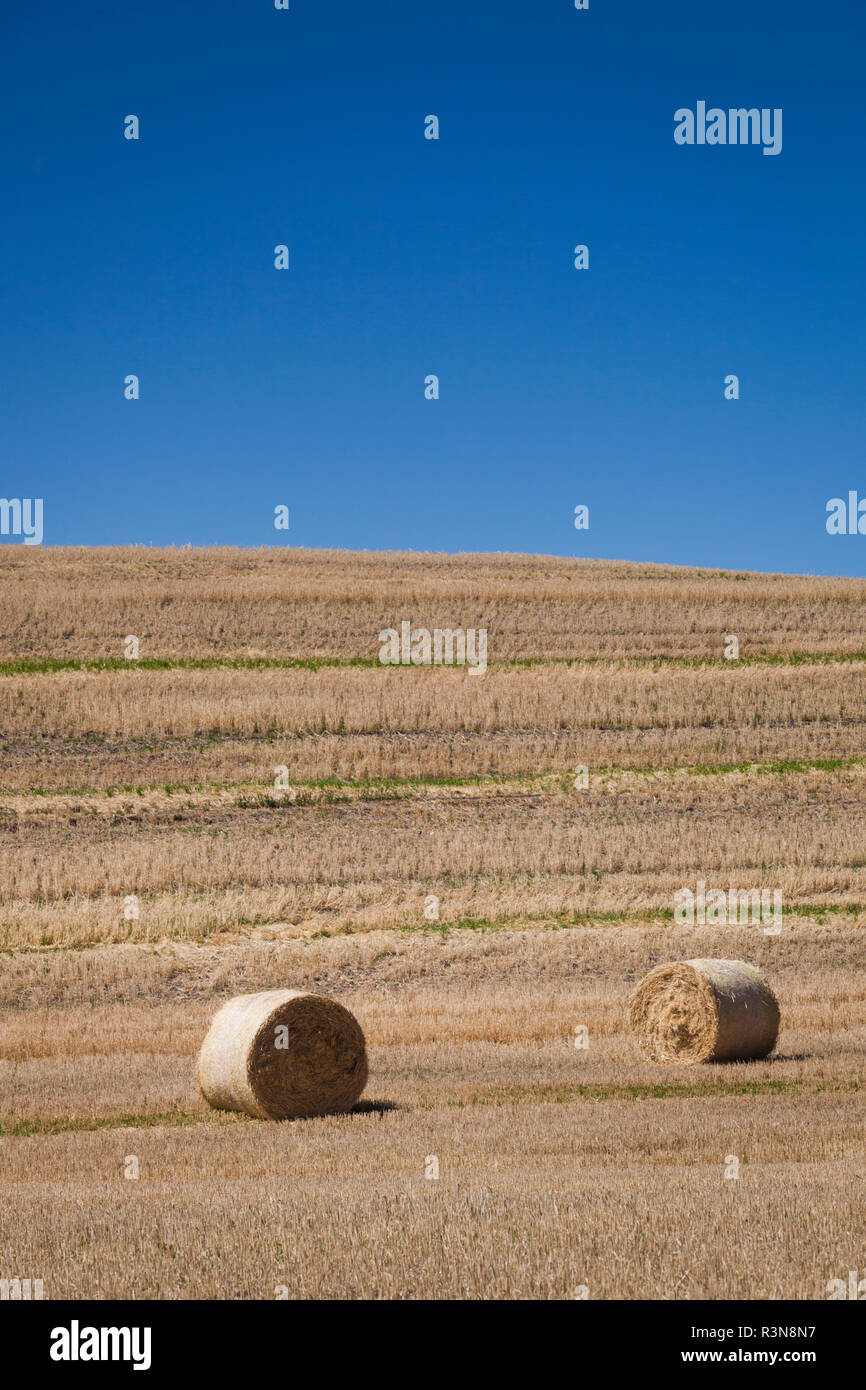 Hay field in new zealand hi-res stock photography and images - Alamy
